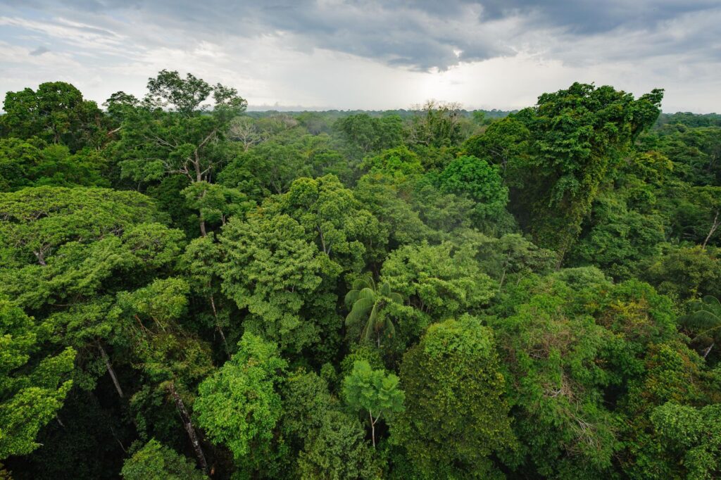 rainforest - Hello Tricity